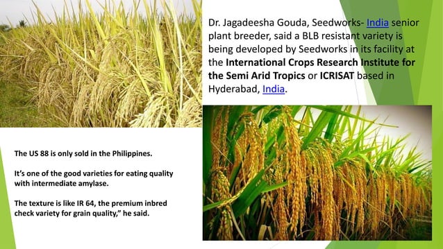 Hybridization Techniques in Crop Improvement | PDF