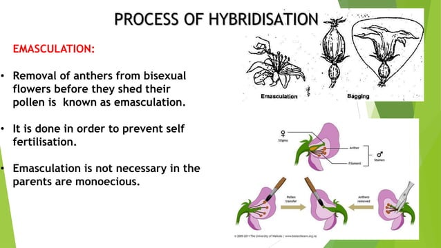 Hybridization Techniques in Crop Improvement | PDF