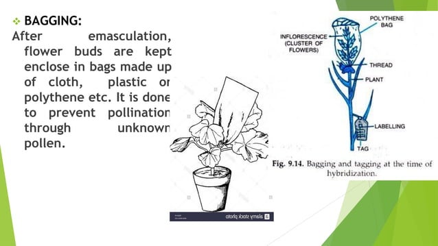Hybridization Techniques in Crop Improvement | PDF
