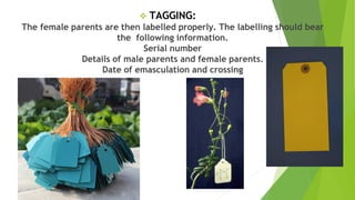 Hybridization Techniques in Crop Improvement | PDF