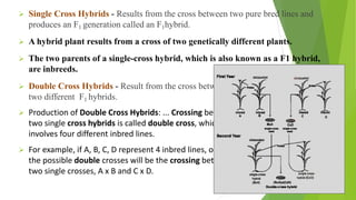 Hybridization Techniques in Crop Improvement | PDF