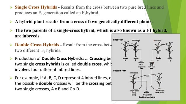 Hybridization Techniques in Crop Improvement | PDF