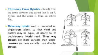 Hybridization Techniques in Crop Improvement | PDF