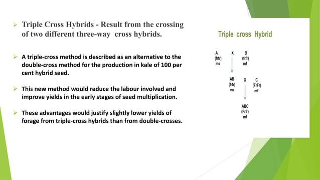 Hybridization Techniques in Crop Improvement | PDF