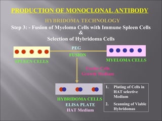 Hybridoma technology and application for monoclonal antibodies | PPT