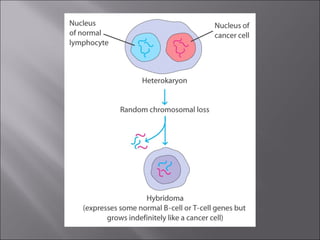 Hybridoma technology and application for monoclonal antibodies | PPT