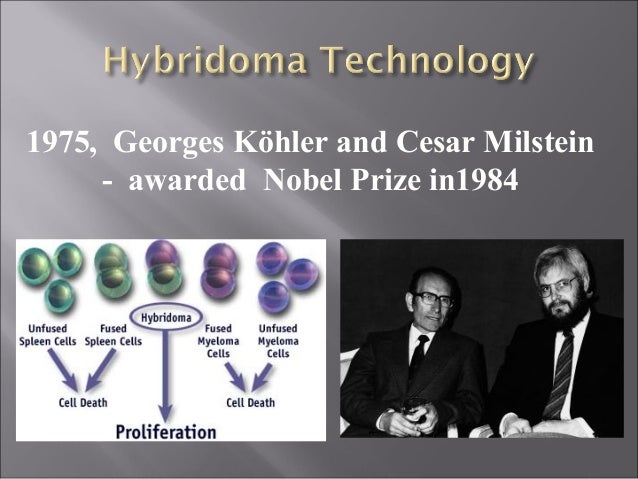 Hybridoma technology and application for monoclonal antibodies