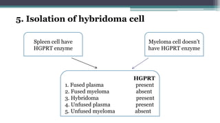Hybridoma | PPTX