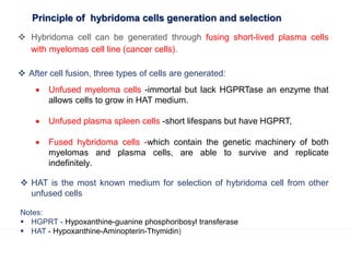Growing Hybridoma Cells _ Hybridoma Cell Culture Definition – ICFW