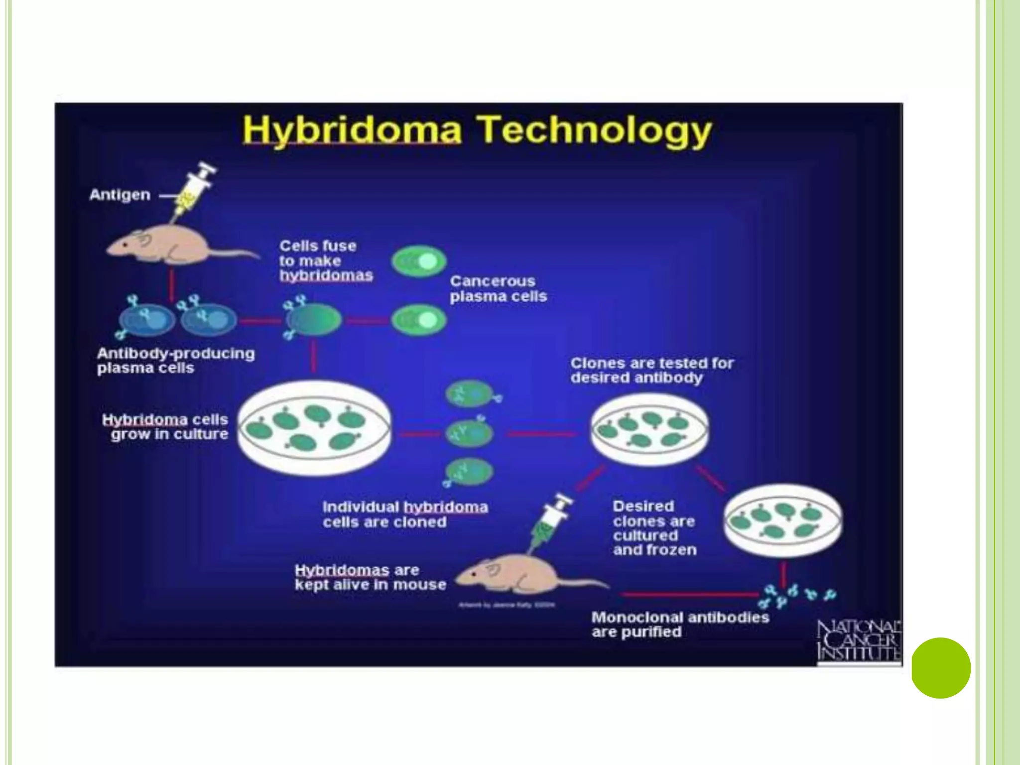 Hybridoma technology | PPTX
