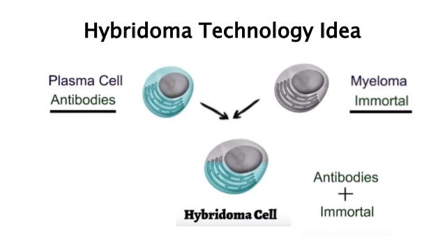 Hybridoma technology