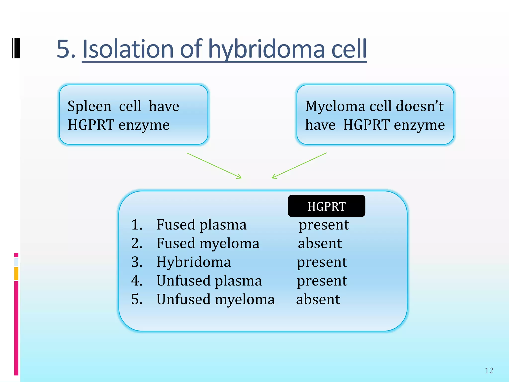 Hybridoma Technology | PPTX