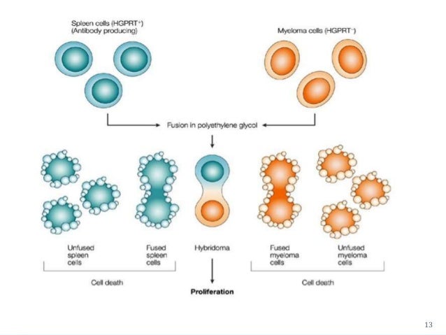 Hybridoma Technology