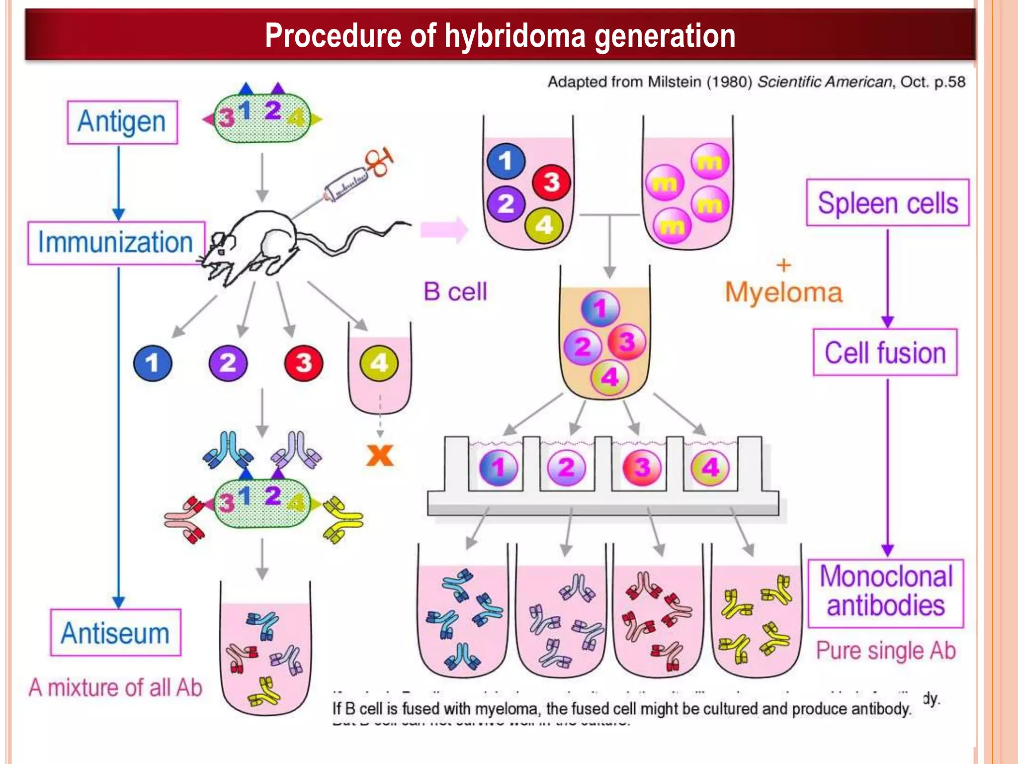Next Generation Hybridoma Technology | PPTX