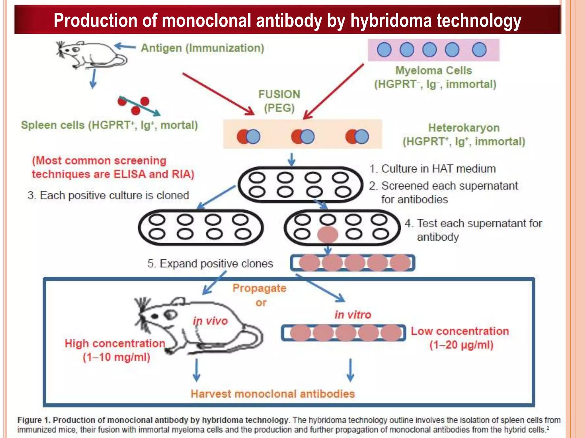 Next Generation Hybridoma Technology | PPTX