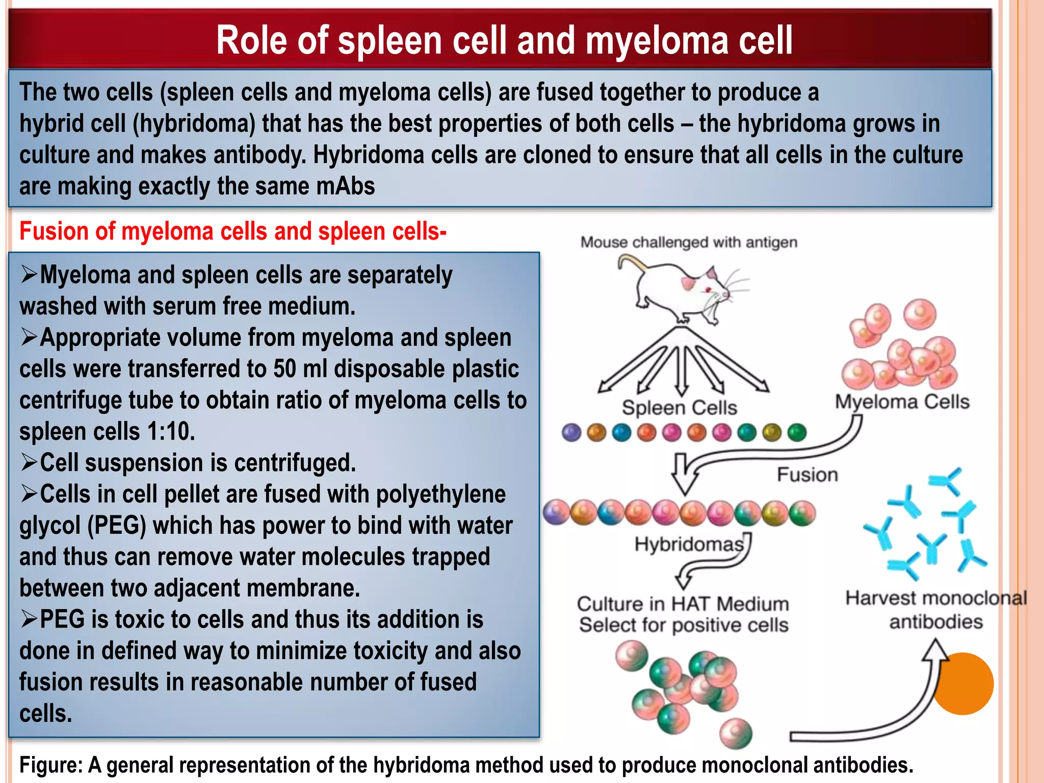 Next Generation Hybridoma Technology | PPTX