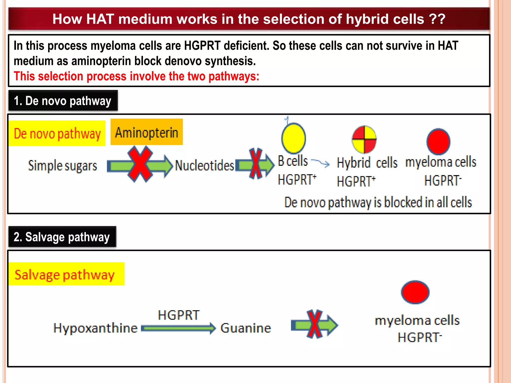 Next Generation Hybridoma Technology | PPTX