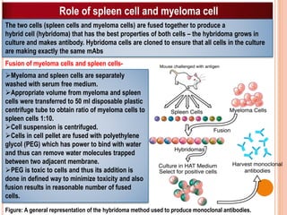 Next Generation Hybridoma Technology | PPTX