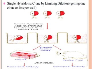 Next Generation Hybridoma Technology | PPTX