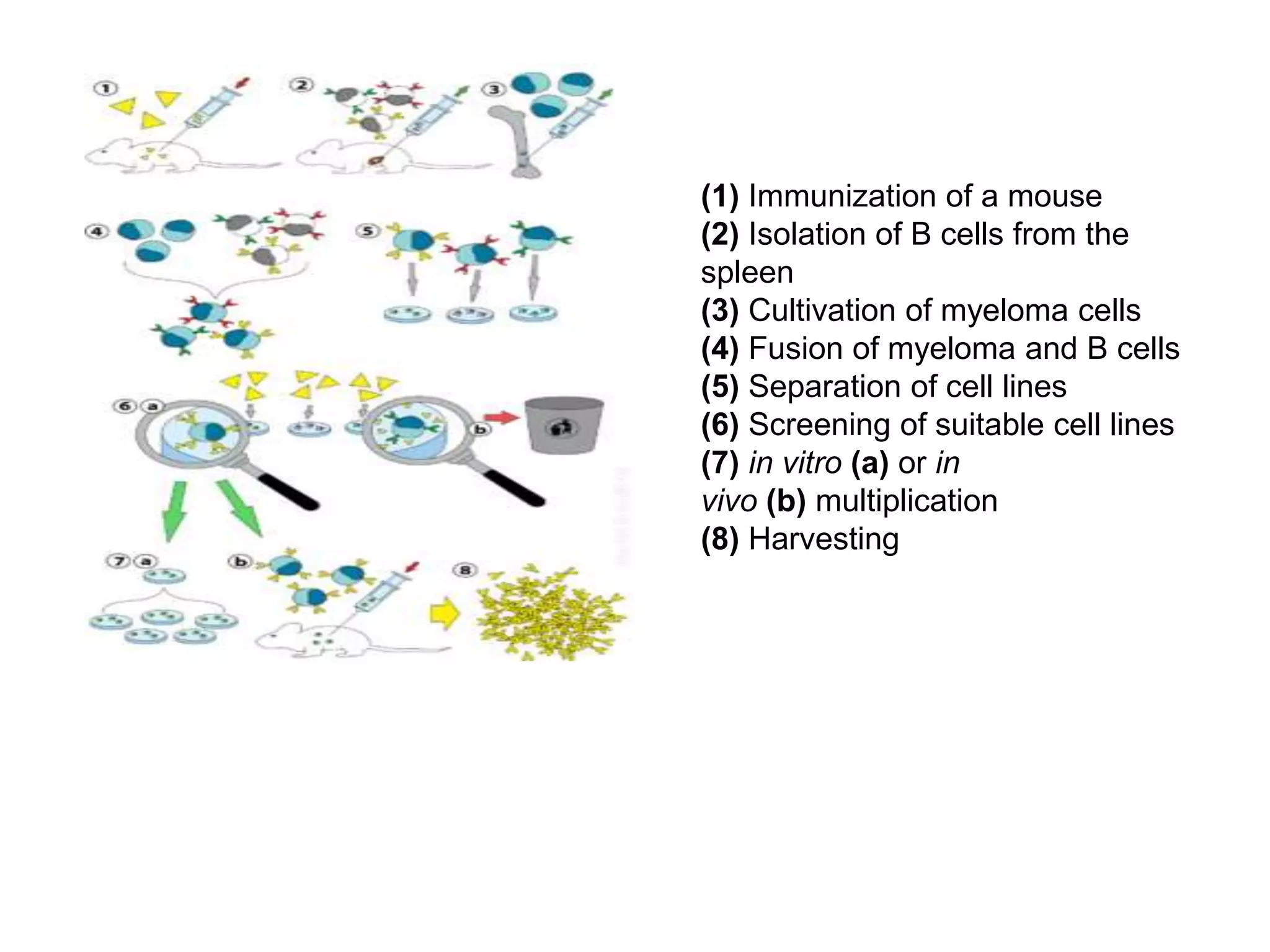 hybridoma technology.pptx | Blood Disorders | Diseases and Conditions