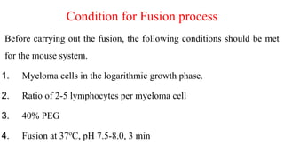 Hybridoma Technology.pdf