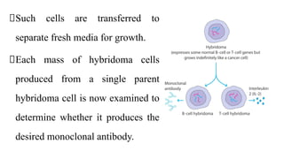 Hybridoma Technology.pdf