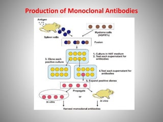 Production of Monoclonal Antibodies by Hybridoma Technology.pptx