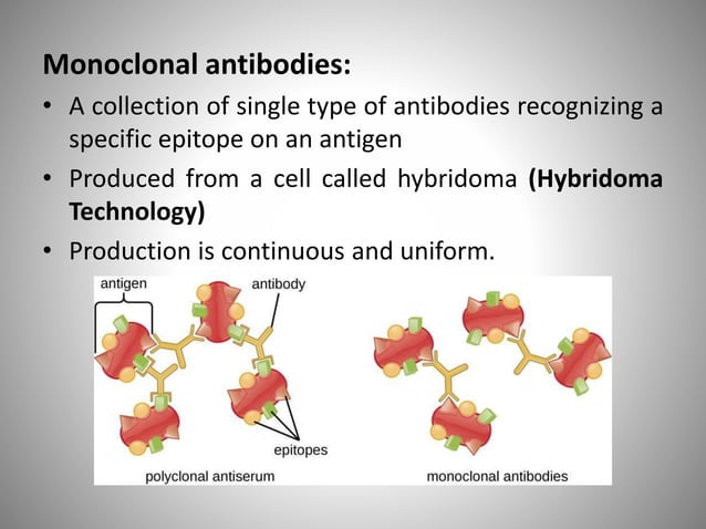 Production of Monoclonal Antibodies by Hybridoma Technology.pptx