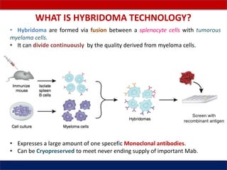 Hybridoma technology monoclonal antibodies | PPT