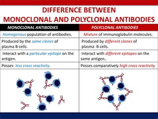 Hybridoma technology monoclonal antibodies | PPT