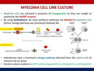 Hybridoma technology monoclonal antibodies | PPT