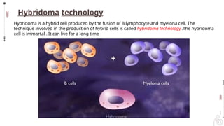Hybridoma Technology in Immunological Assays | PPTX