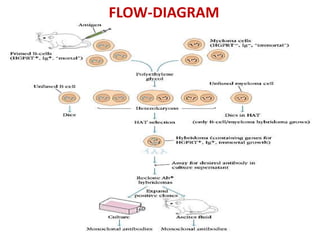 HYBRIDOMA_TECHNOLOGY_and_ITS_APPLICATION.pptx