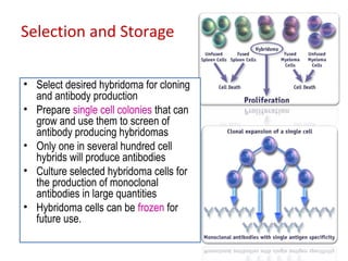 Hybridoma Technology | PPT