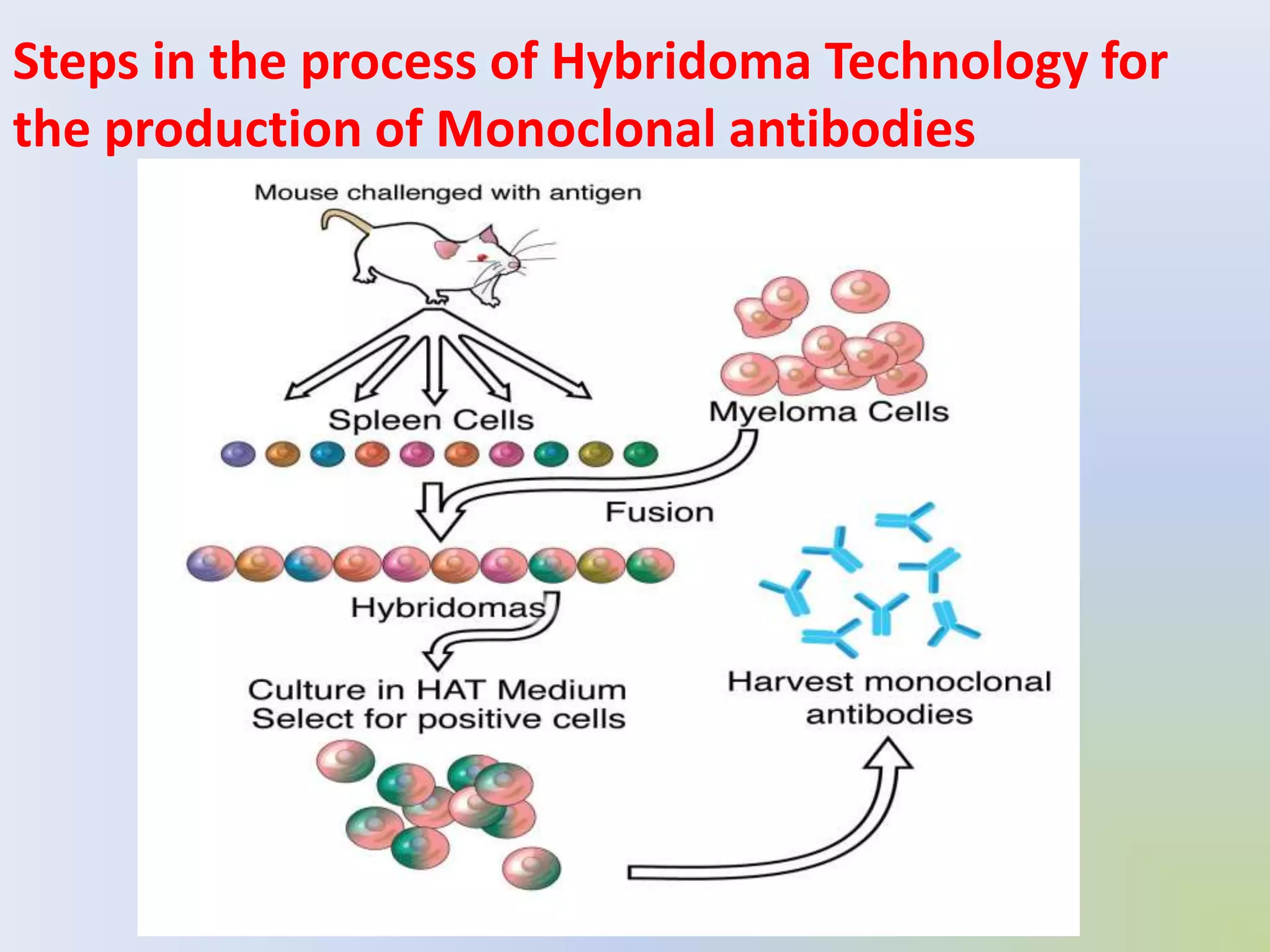 Hybridoma technology for m ab production | PPTX