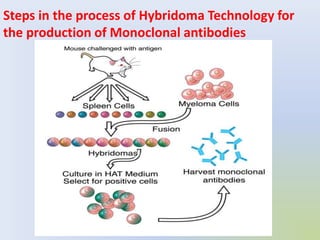 Hybridoma technology for m ab production | PPTX
