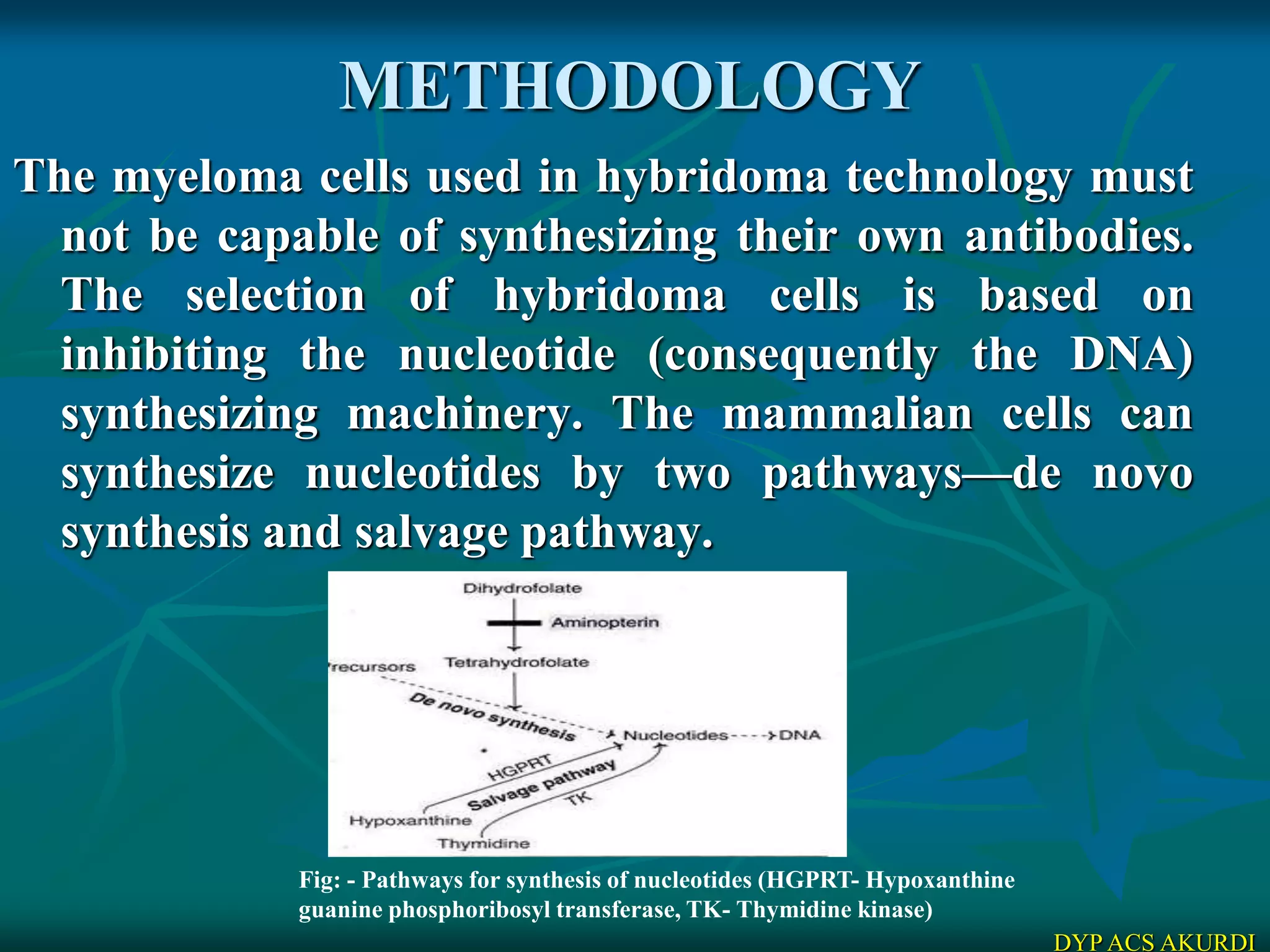 Hybridoma technology mukesh | PPT
