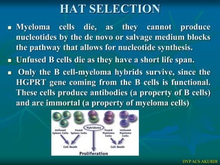 Hybridoma technology mukesh | PPT