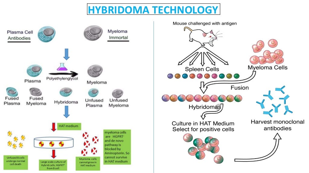 Hybridoma technology