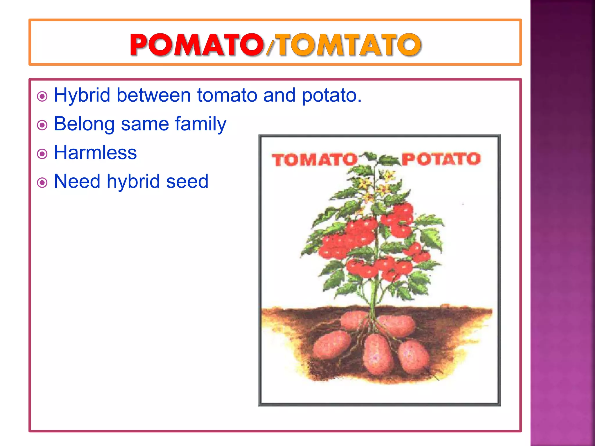 Hybrid pomato | PPTX