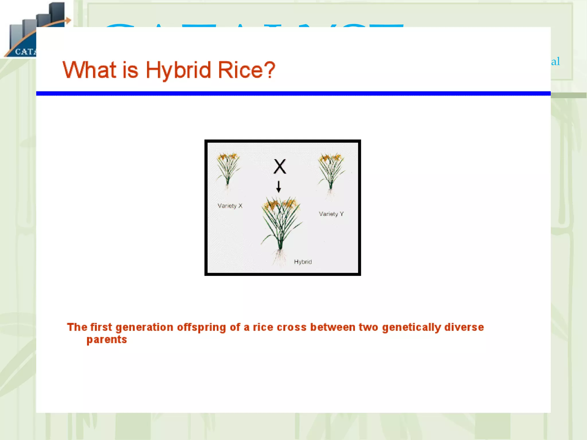 Hybrid rice production Technique | PPT