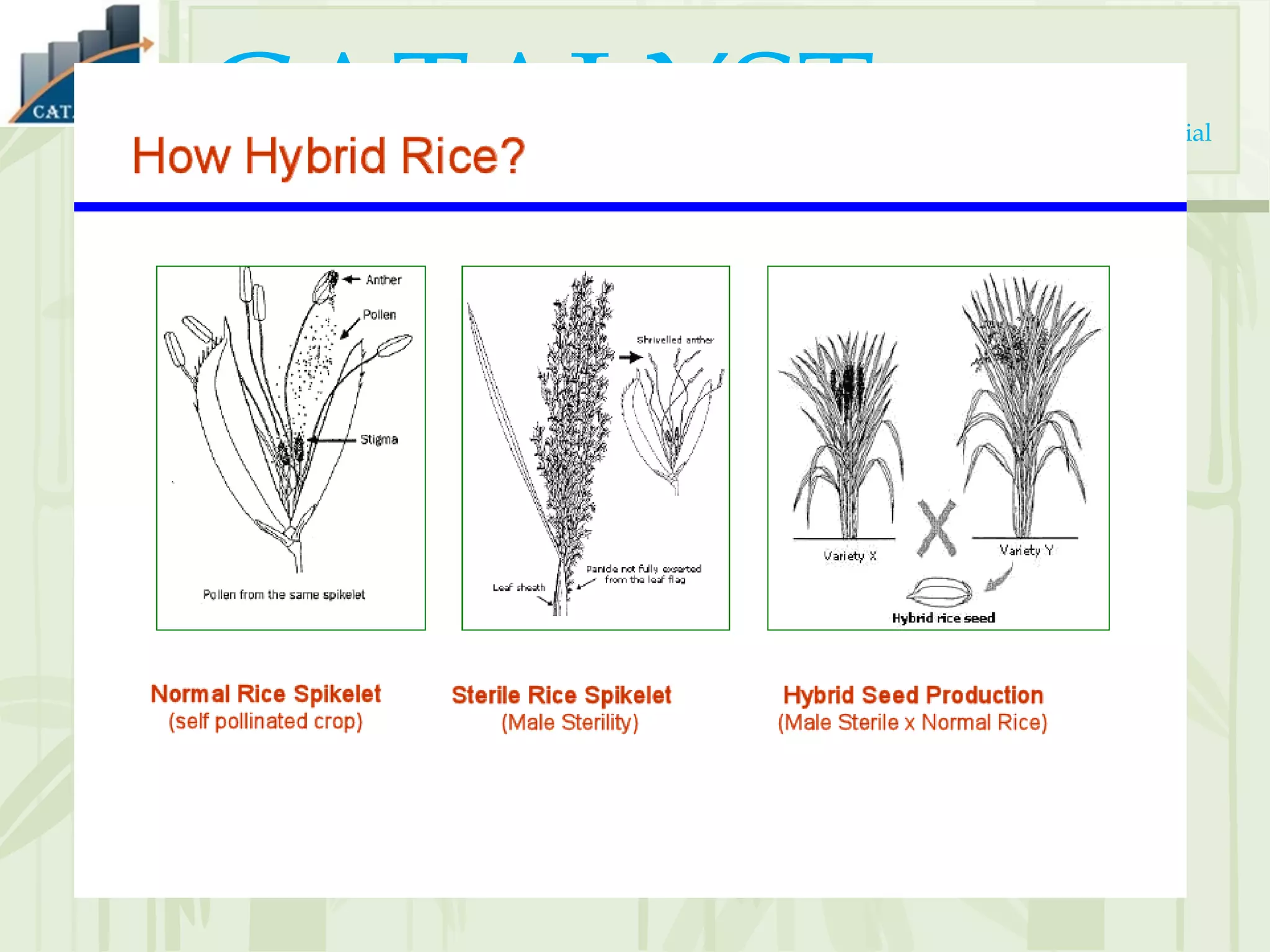 Hybrid rice production Technique | PPT