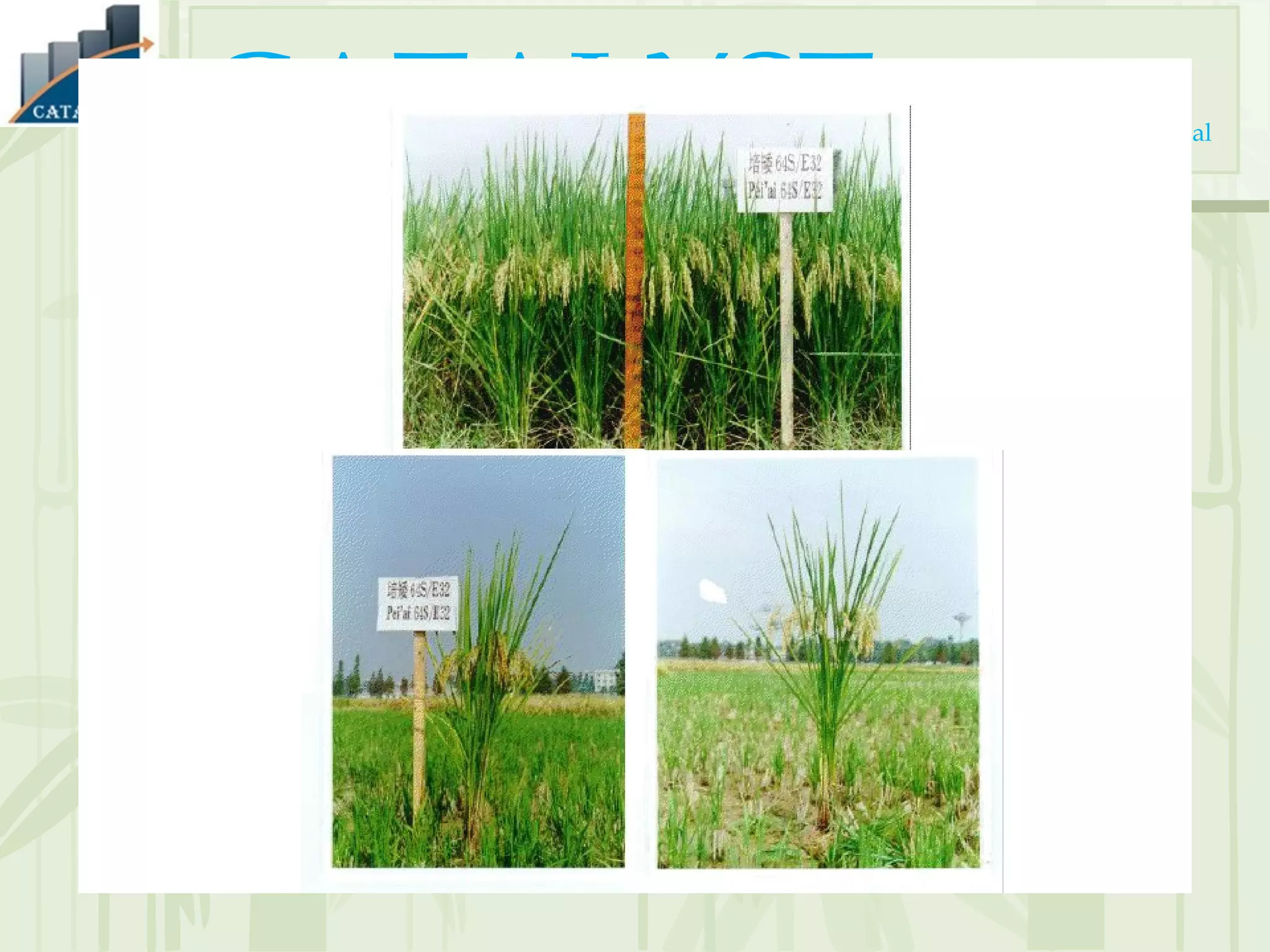 Hybrid rice production Technique | PPT