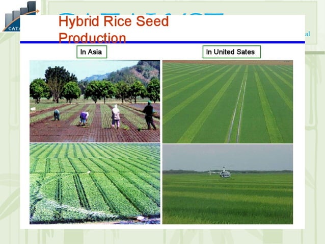 Hybrid rice production Technique | PPT
