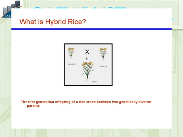 Hybrid rice production Technique | PPT