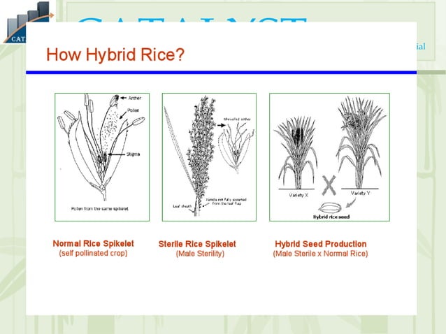 Hybrid rice production Technique | PPT