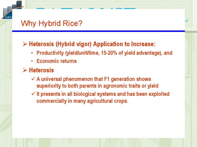 Hybrid rice production Technique | PPT