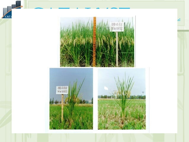 Hybrid rice production Technique | PPT