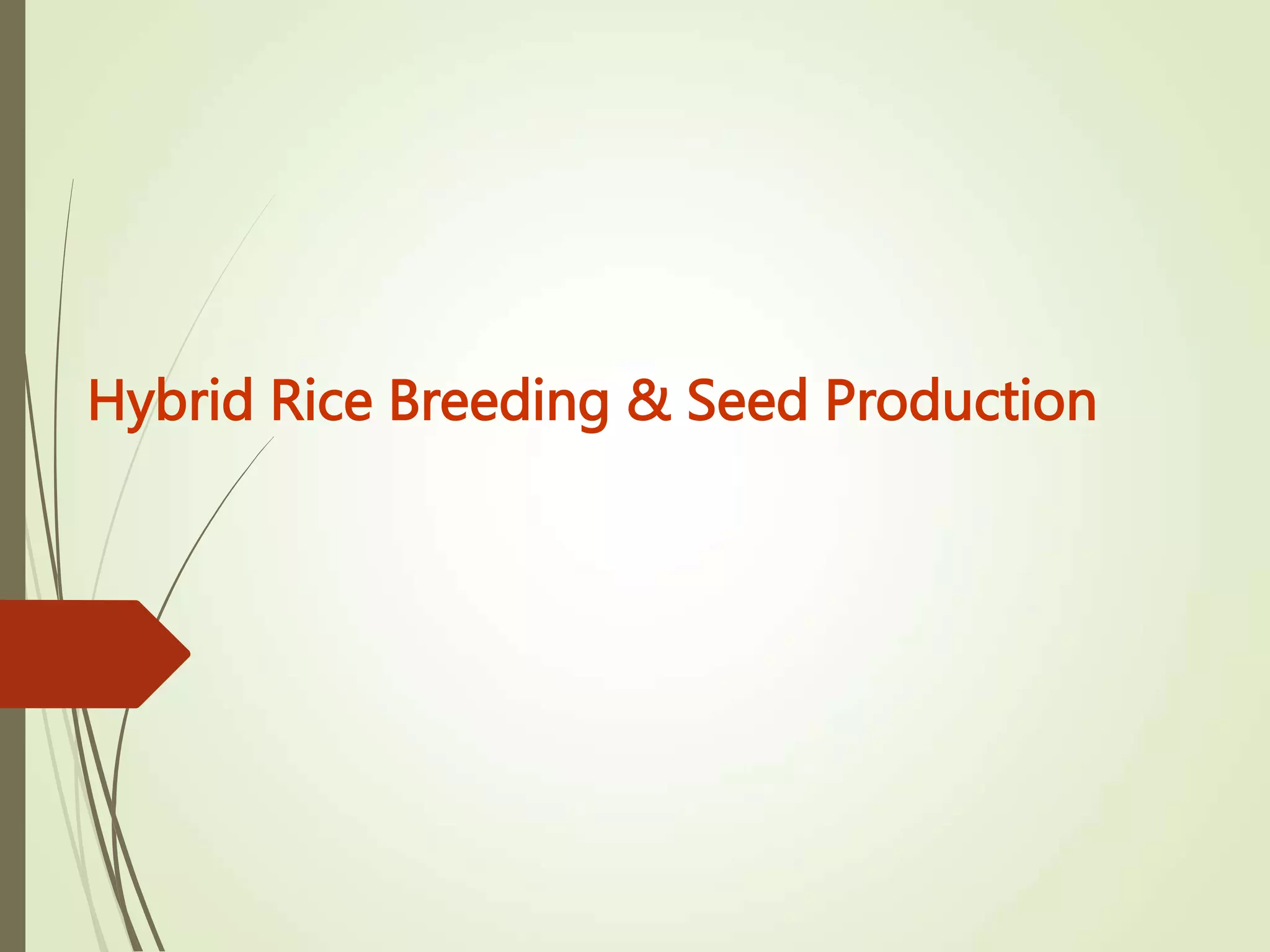 Hybrid_Rice_Breeding_&_Seed_Production.ppt