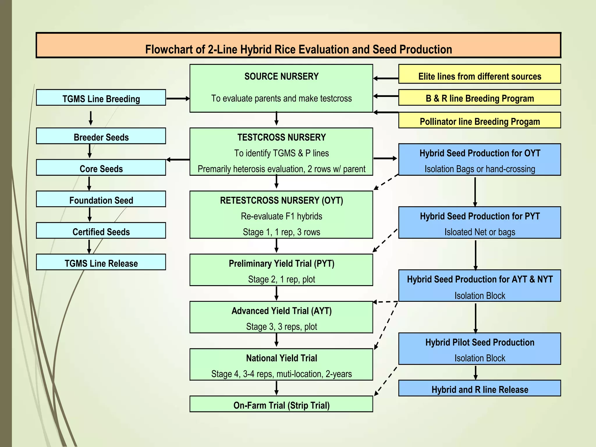 Hybrid_Rice_Breeding_&_Seed_Production.ppt